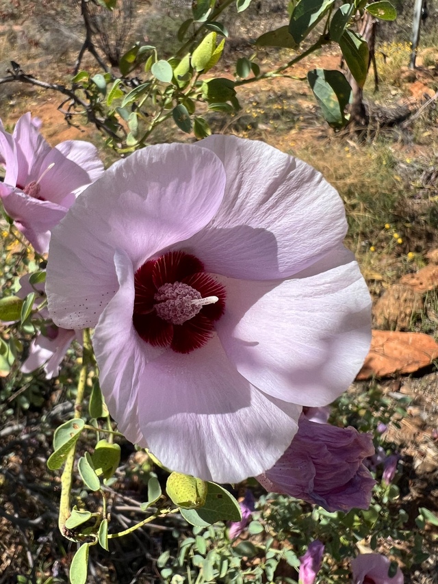 Panorama shows off Alice's beauty | Tennant Creek Today